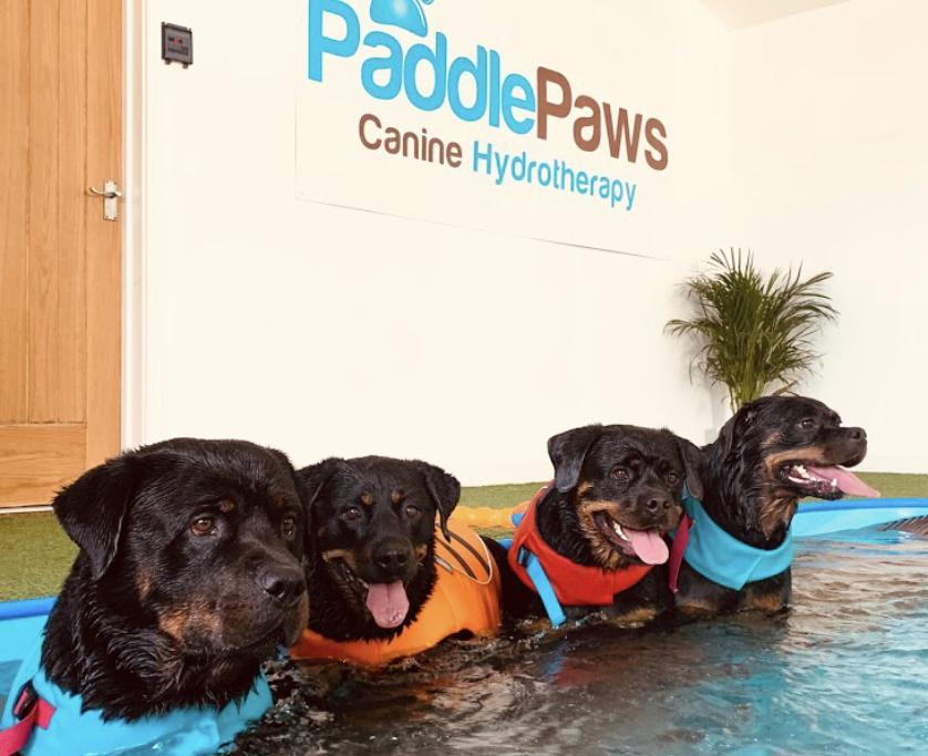 Hire Purchase for Paddle Paws Hydrotherapy - Moorgate Finance